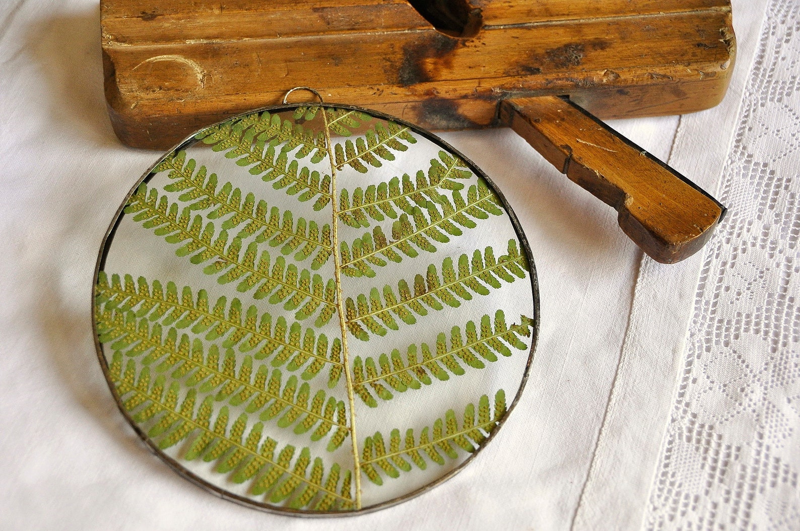 Pressed Fern Frame Fern in Round Frame Green Fern in Glass - Etsy