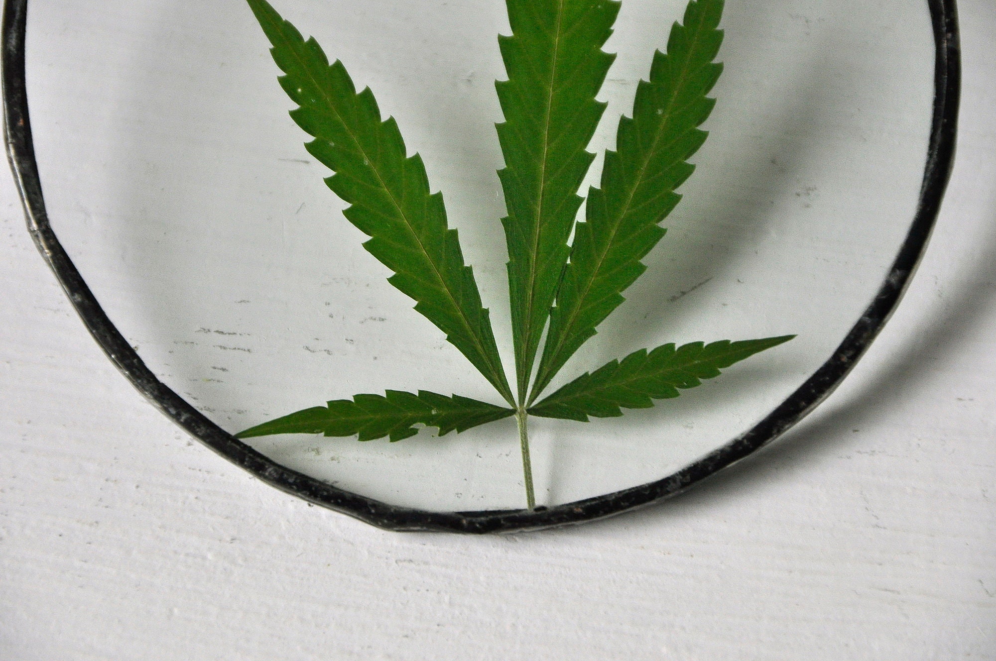 Real Cannabis leaf frame Marijuana leaf in round glass frame | Etsy