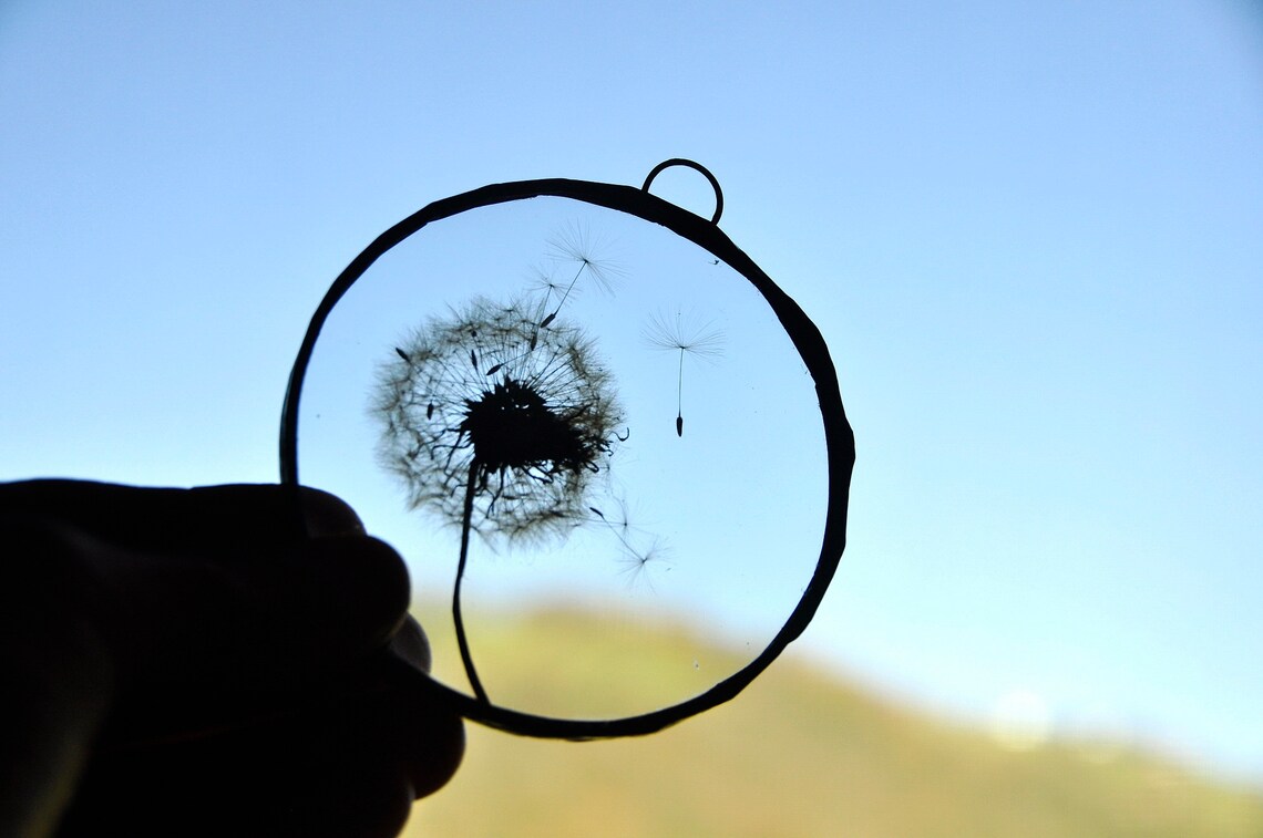 Pressed Dandelion Frame Round Dandelion Frame Make a Wish - Etsy