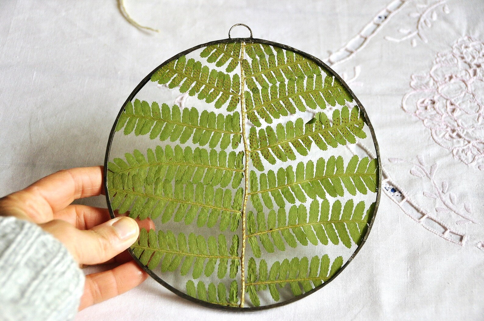 Pressed Fern Frame Fern in Round Frame Green Fern in Glass - Etsy