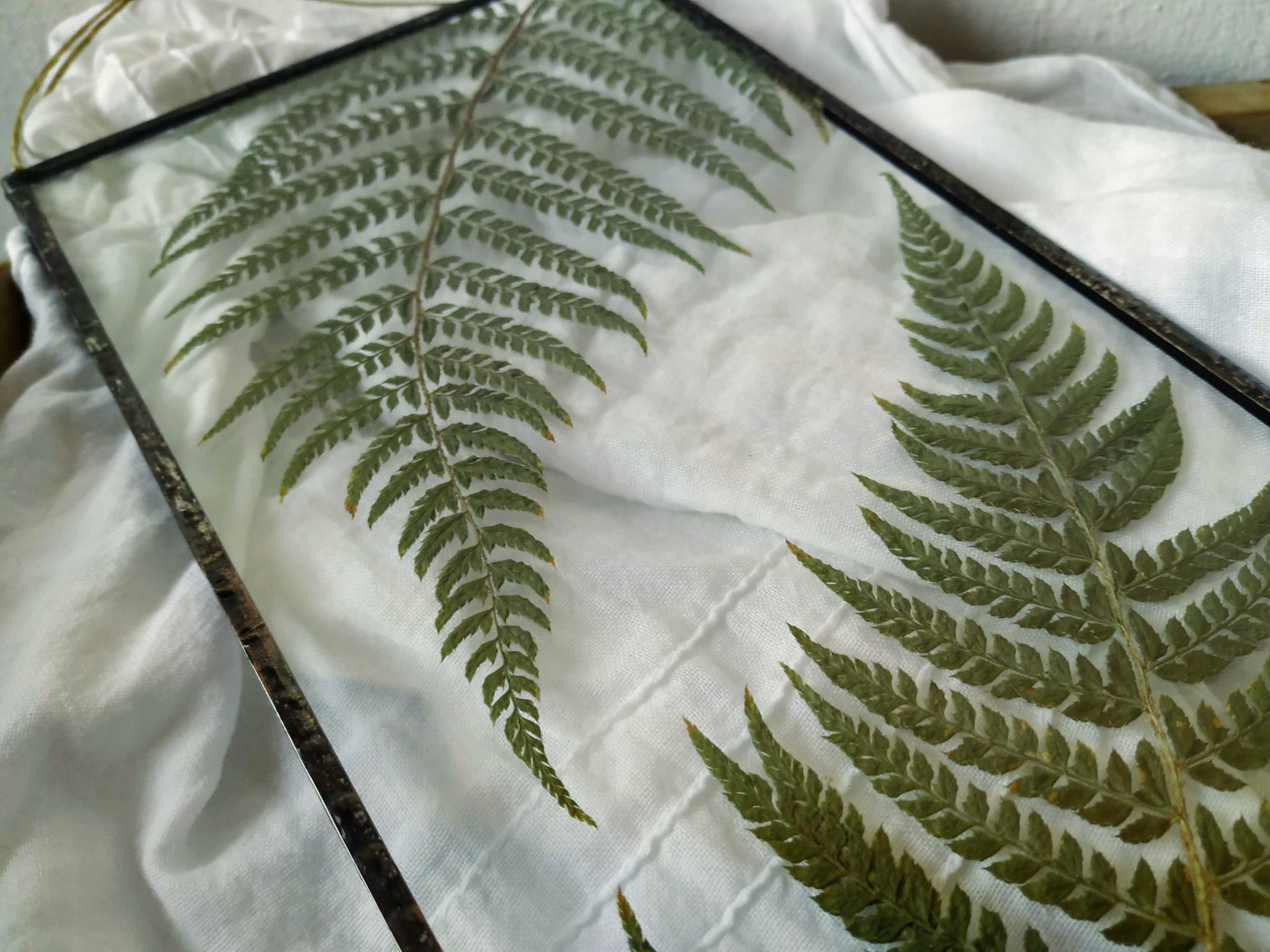 Pressed Fern Frame Frame With Fern Two Fern Frame Pressed - Etsy Canada