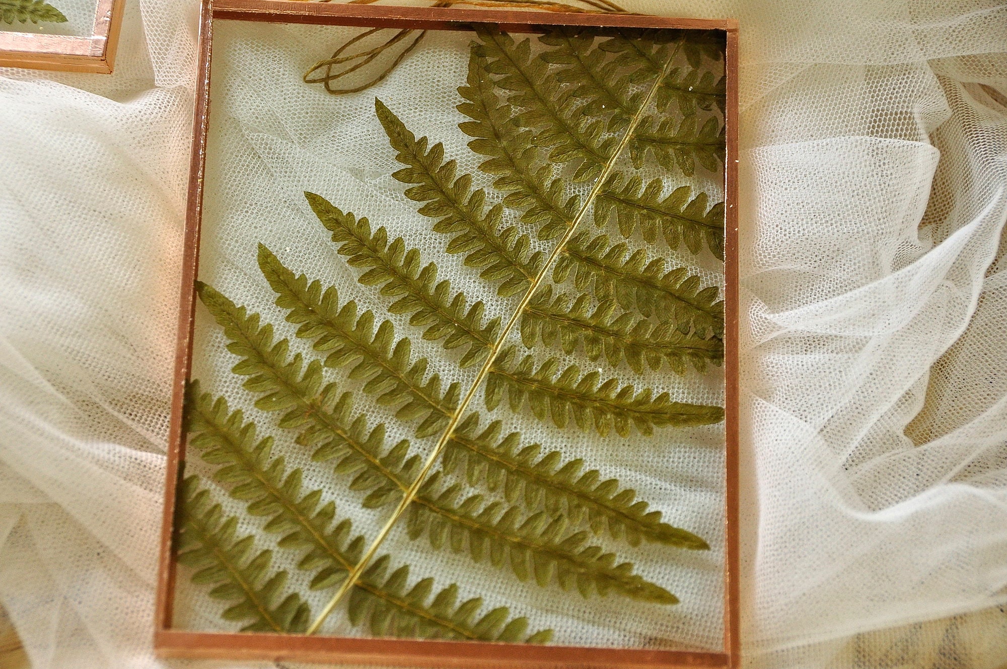 Pressed Fern Frame. Fern Art. Glass Frame. Copper Taped Frame ...