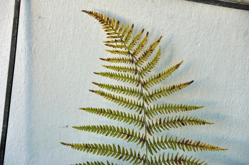 Big Pressed Fern Frame Real Fern Glass Frame Fern Hanging | Etsy