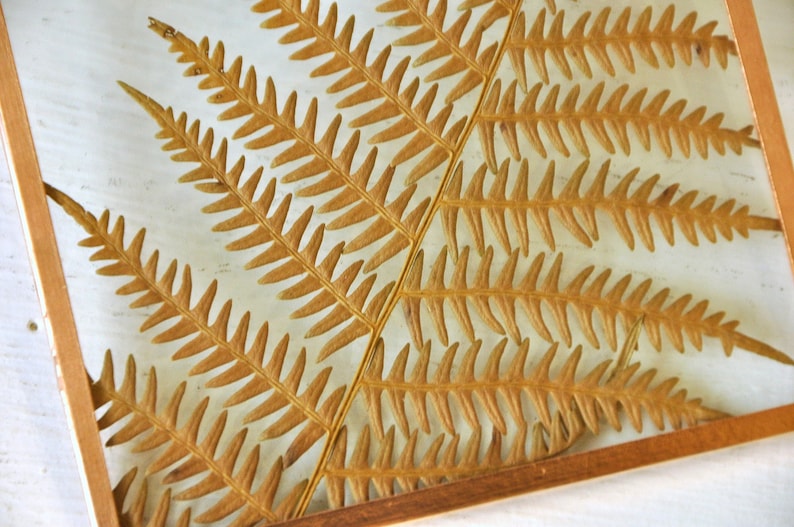 Pressed Fern Frame Fern Plant Art Autumn Fern Golden Golden | Etsy