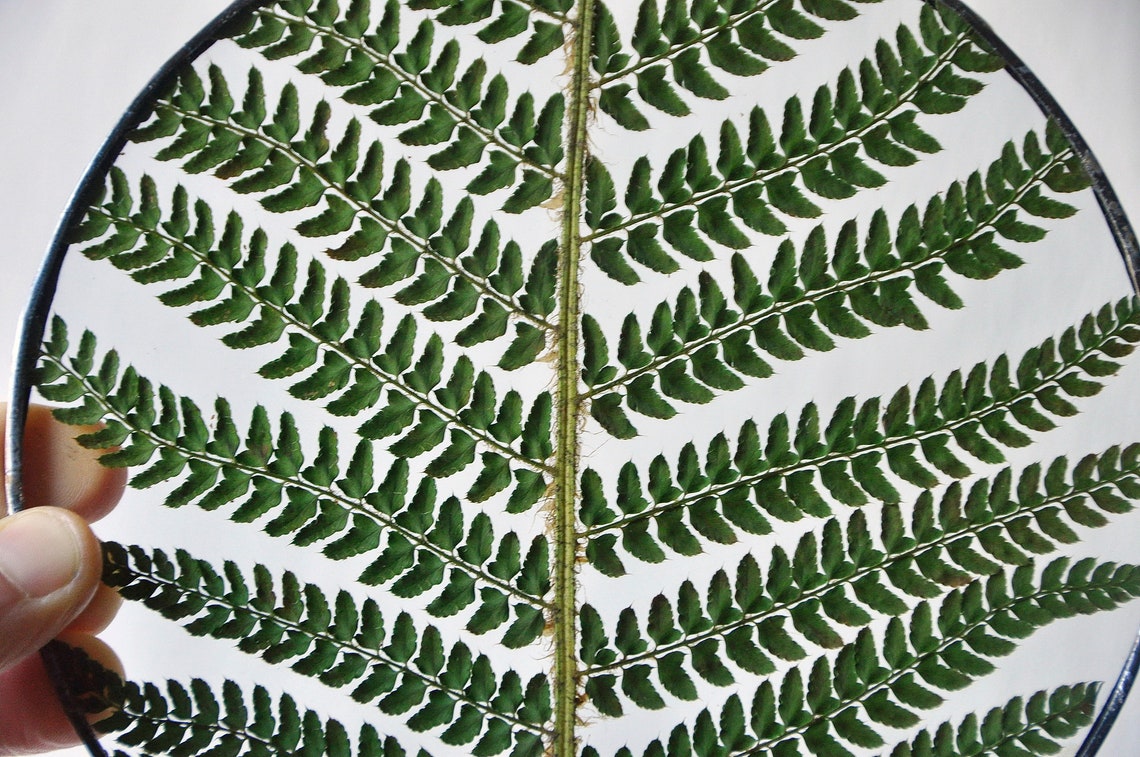 Pressed Fern Frame Fern in Round Frame Green Fern in Glass - Etsy