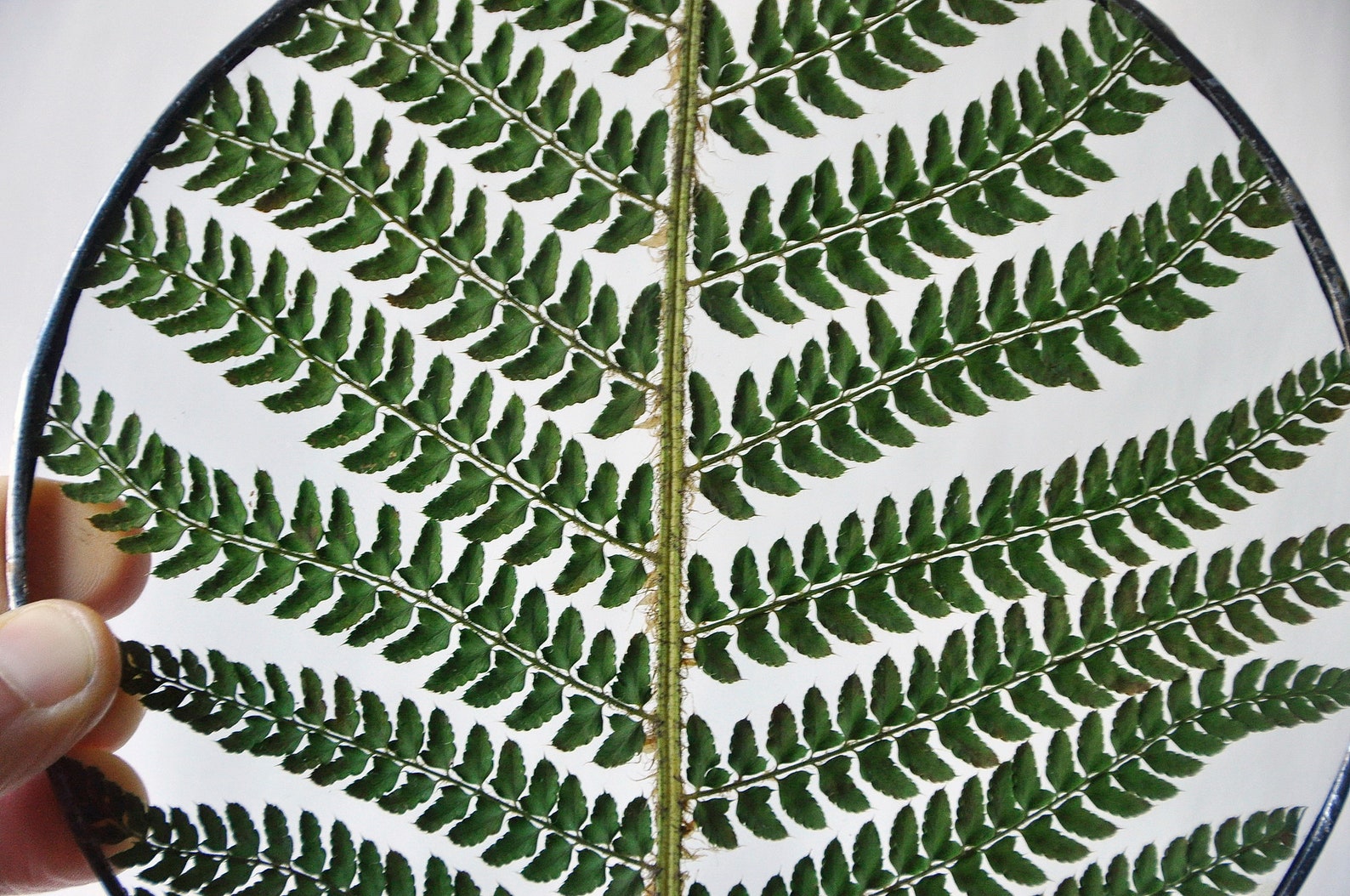 Pressed Fern Frame Fern in Round Frame Green Fern in Glass - Etsy