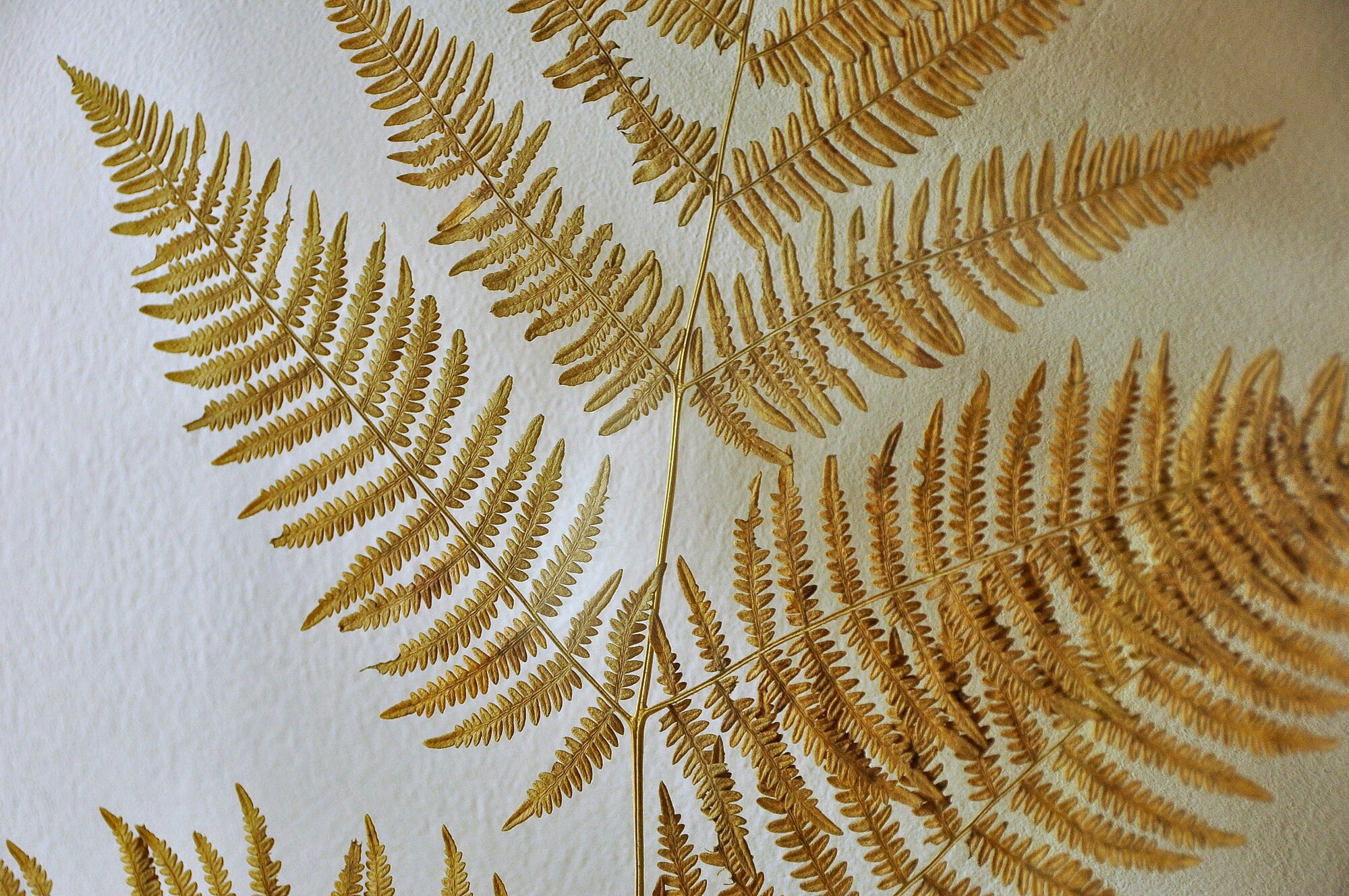 Pressed Autumn Brown Fern frame Scandinavian decor Fern frame | Etsy