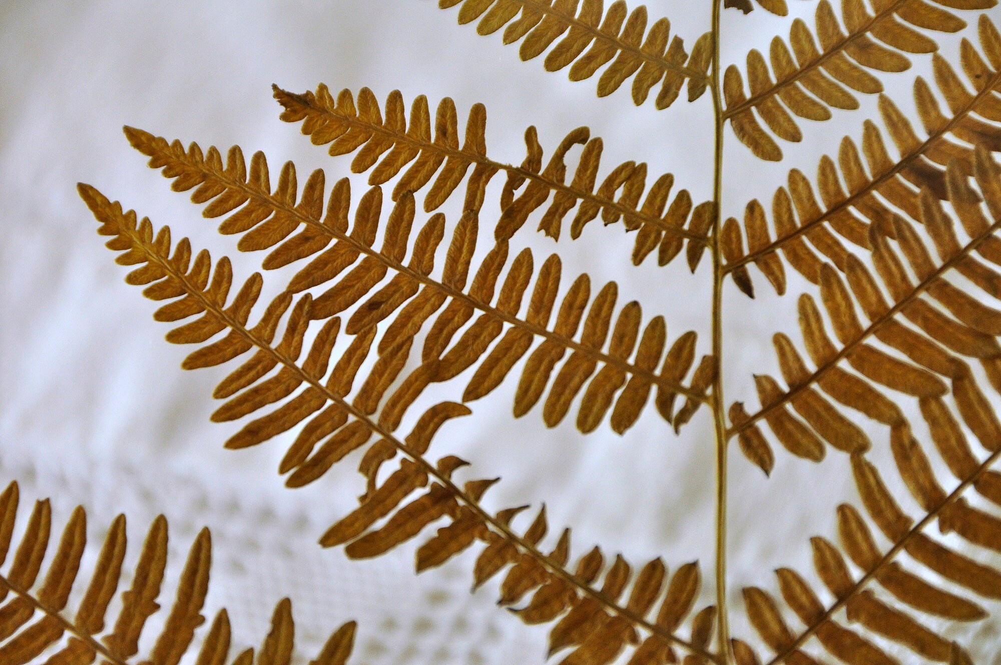 Pressed Autumn Brown Fern frame Scandinavian decor Fern frame | Etsy