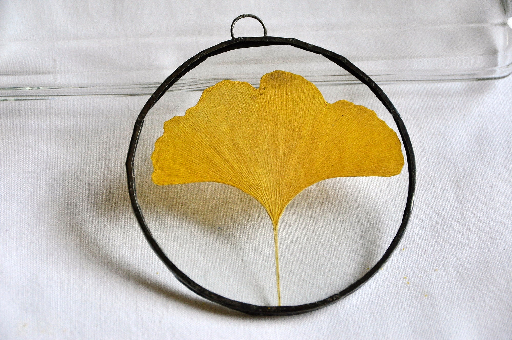 Pressed Gingko Leaf Frame Round Gingko Frame Golden Yellow - Etsy