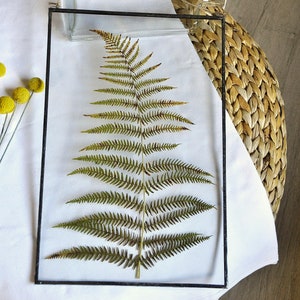 Big Pressed Fern Frame, Real Fern Glass Frame, Fern Hanging, Minimalism ...