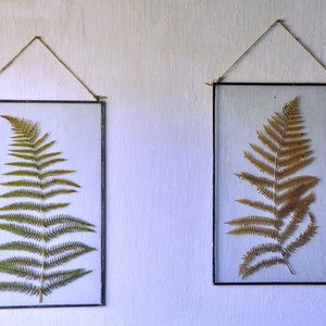 Big Pressed Fern Frame, Real Fern Glass Frame, Fern Hanging, Minimalism ...