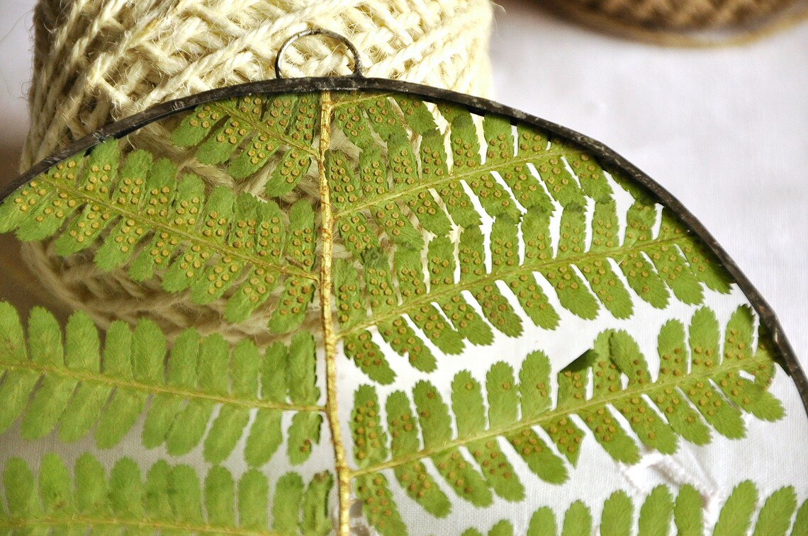 Pressed Fern Frame Fern in Round Frame Green Fern in Glass - Etsy