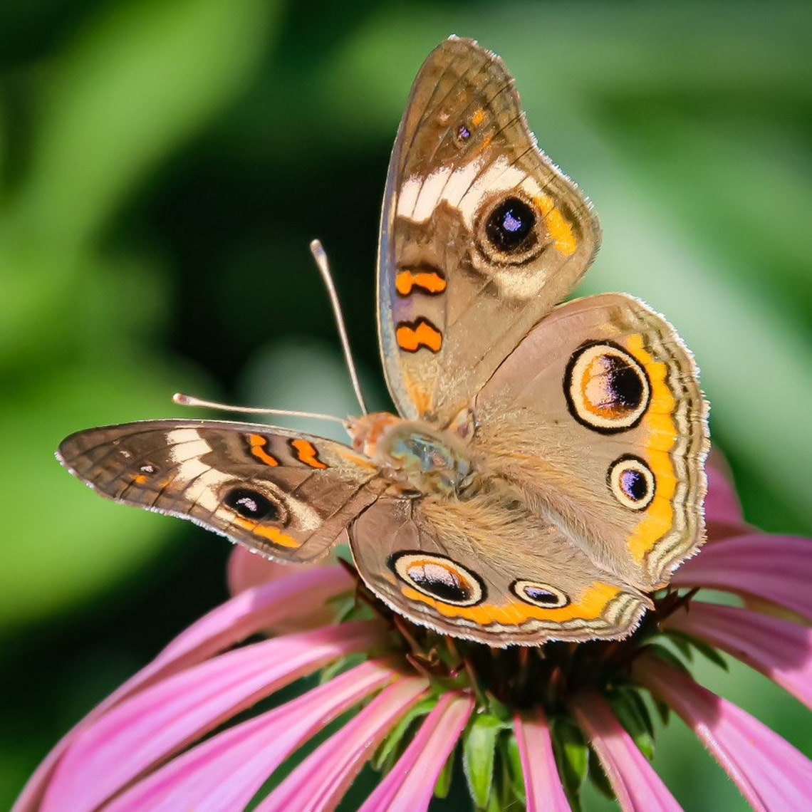 Butterfly Photograph / Flower Photograph / Nature Photography / Buckeye ...