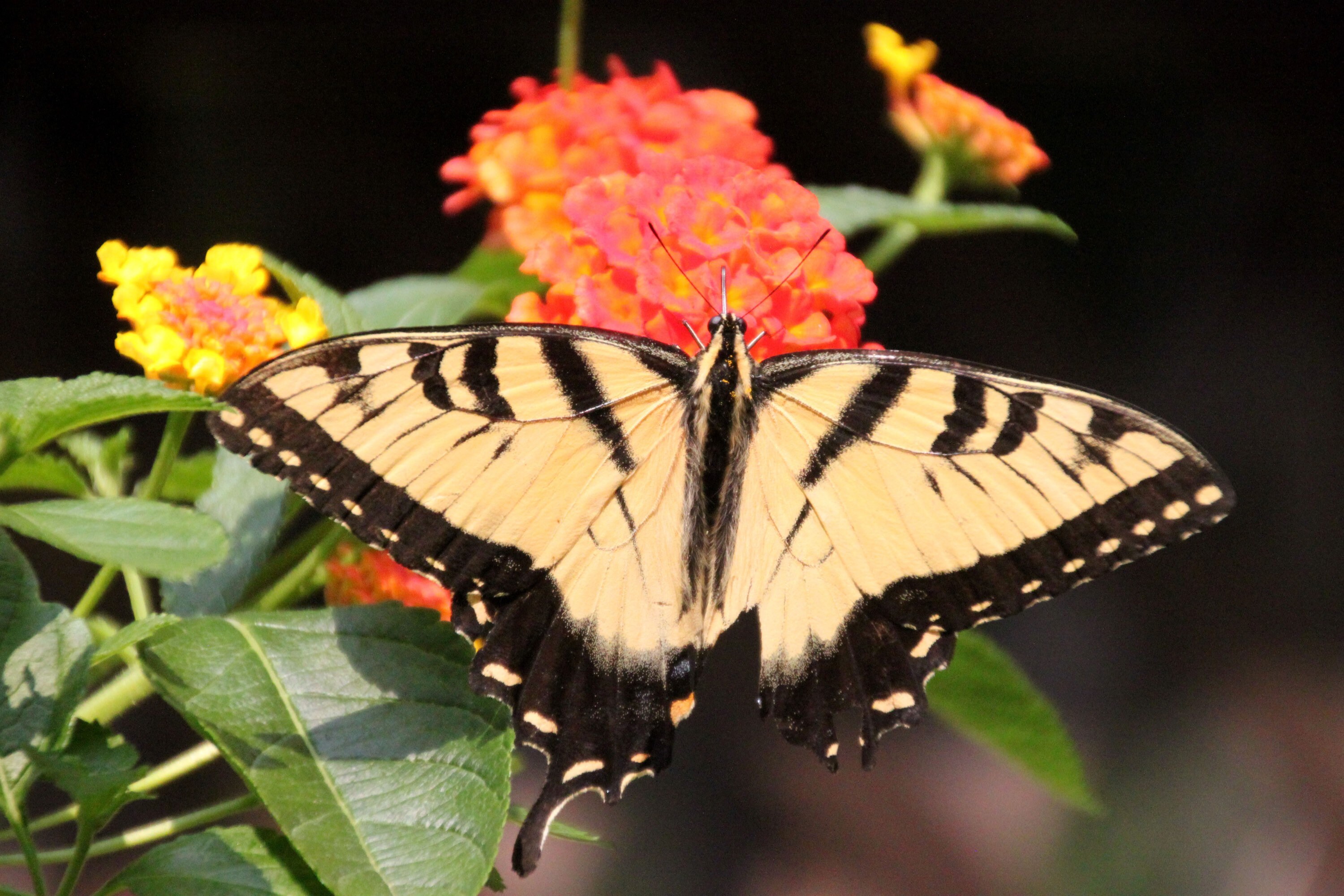 Butterfly Photography / Yellow Butterfly / Flower and Butterfly ...