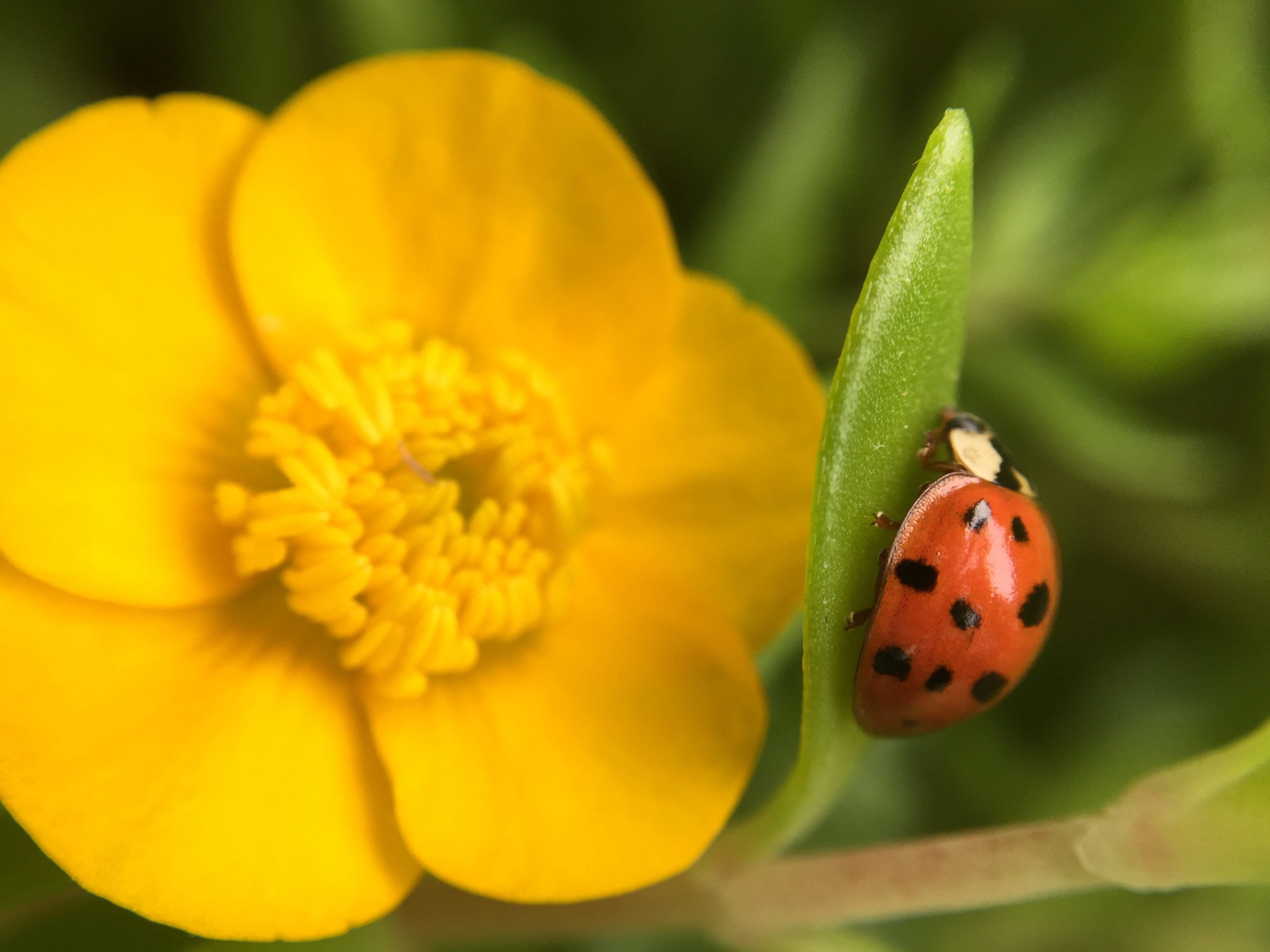 Ladybug Photography / Yellow Flower Photography / Macro Flower Photo - Etsy