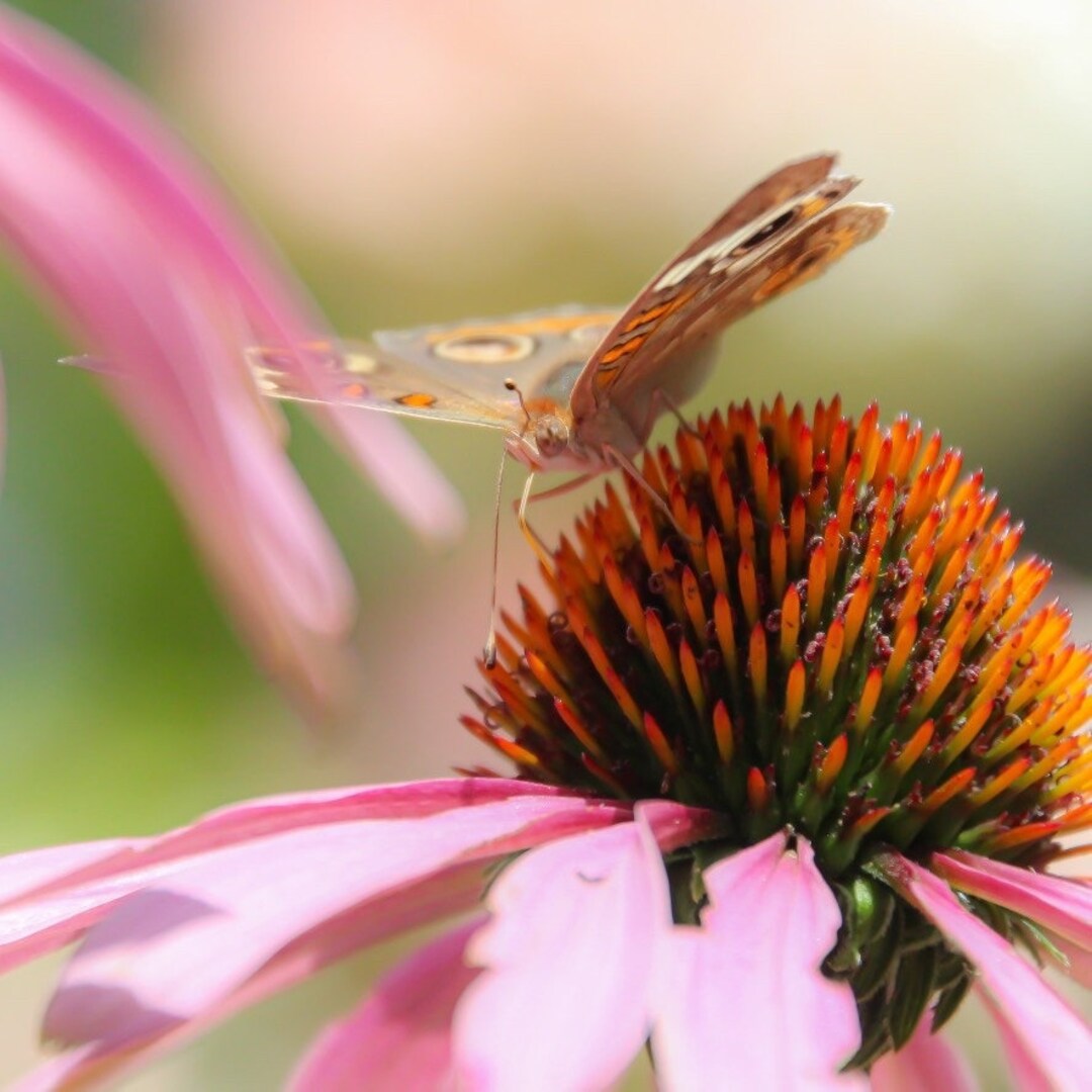 Butterfly Photograph / Cone Flower Photograph / Nature Photography ...