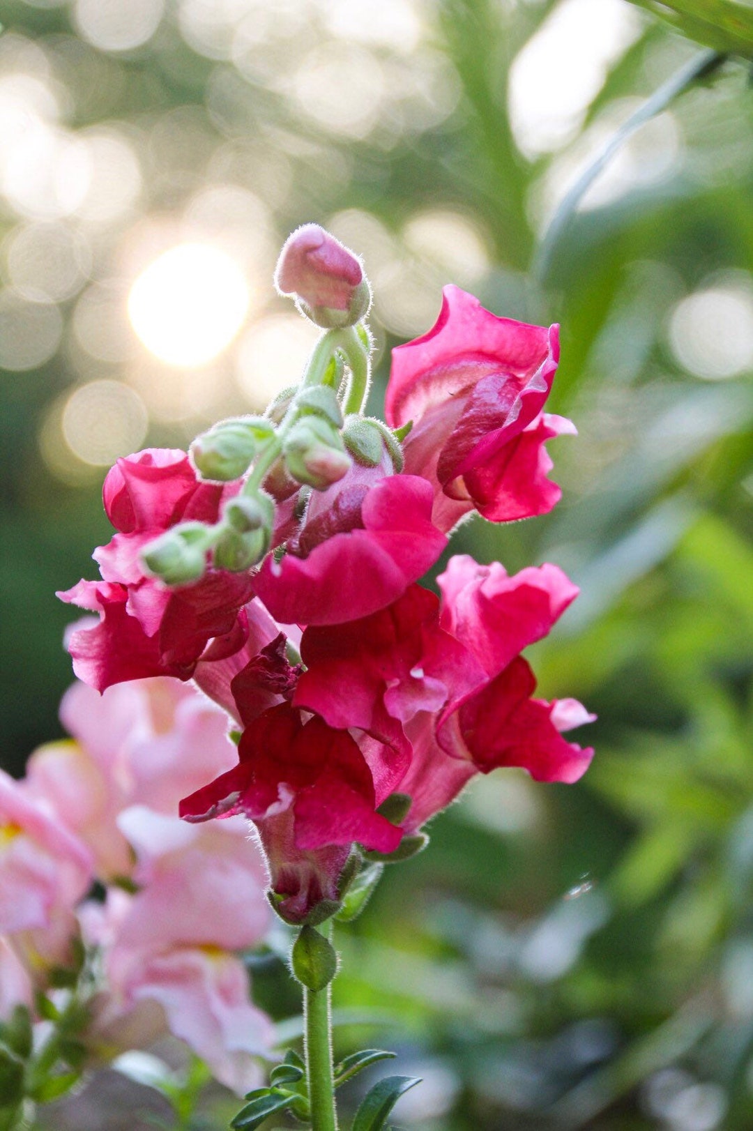 Flower Photography / Red Snapdragon Photo / Nature Photography - Etsy