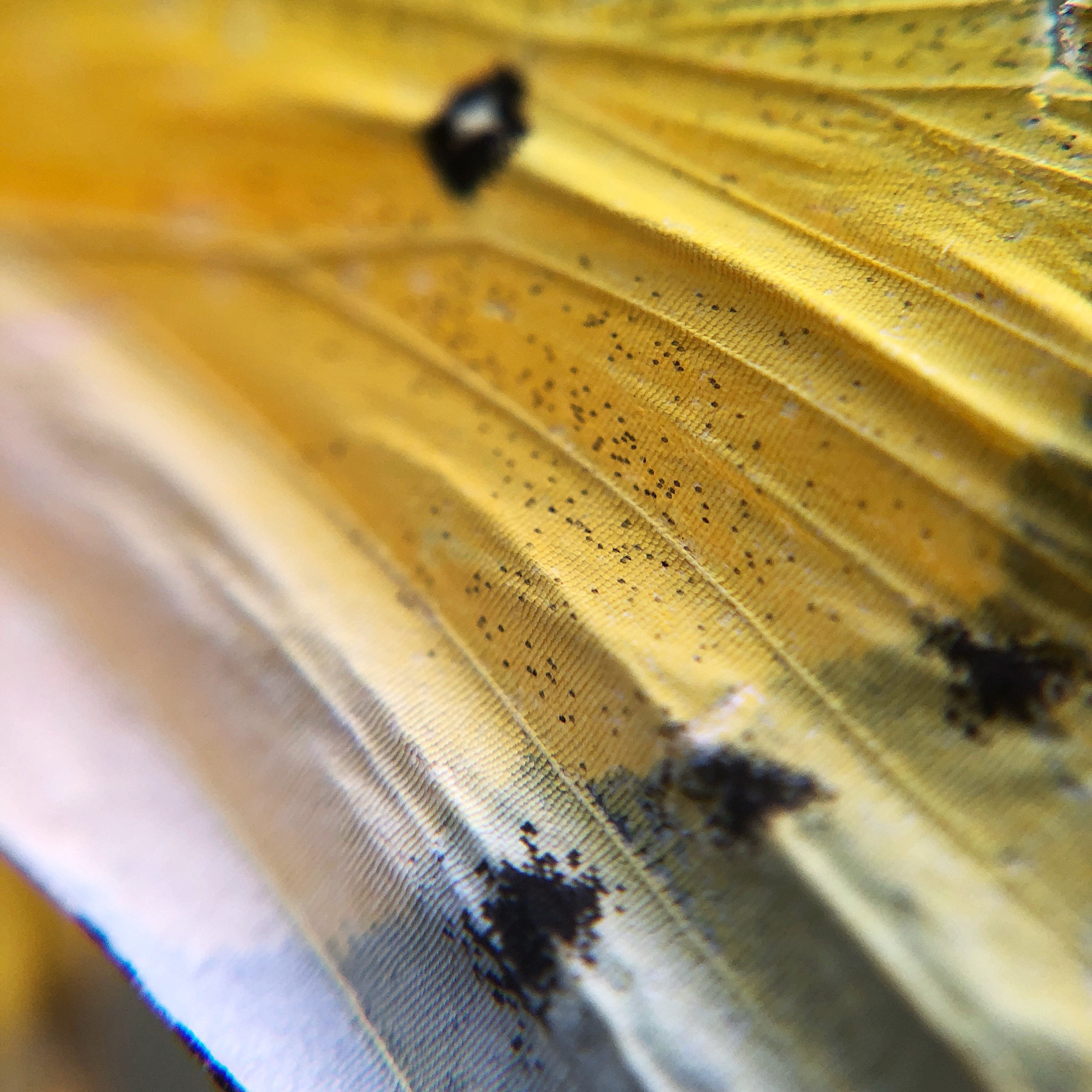 Butterfly Wing Photo / Macro Butterfly Photography / Yellow Butterfly ...