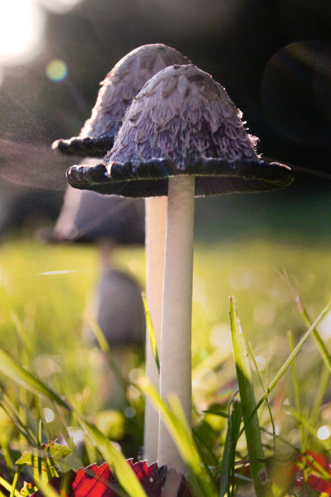 Mushroom Photograph / Macro Photo / Macro Mushroom Photography - Etsy