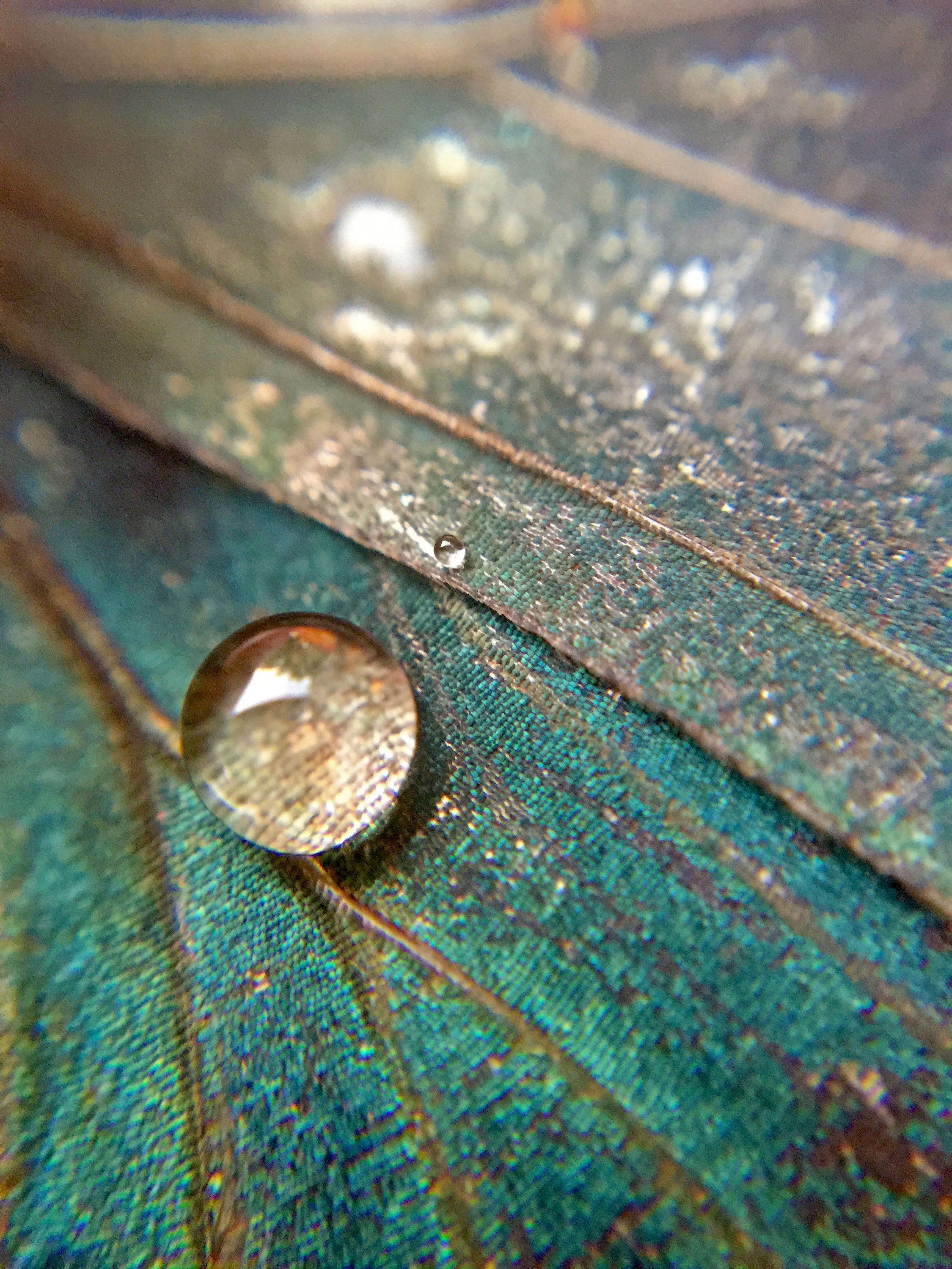 Butterfly Wing Photography / Macro Butterfly Wing Photo / Dew Drop on ...