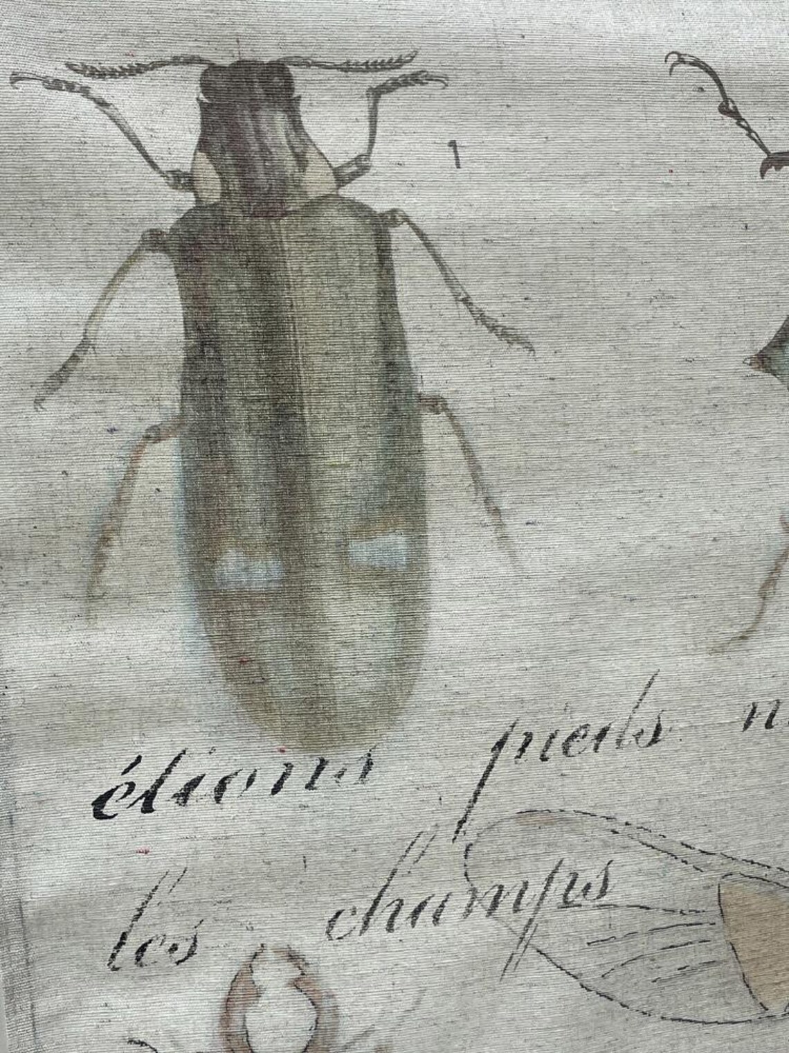 Scroll Painting Insects*** - Etsy