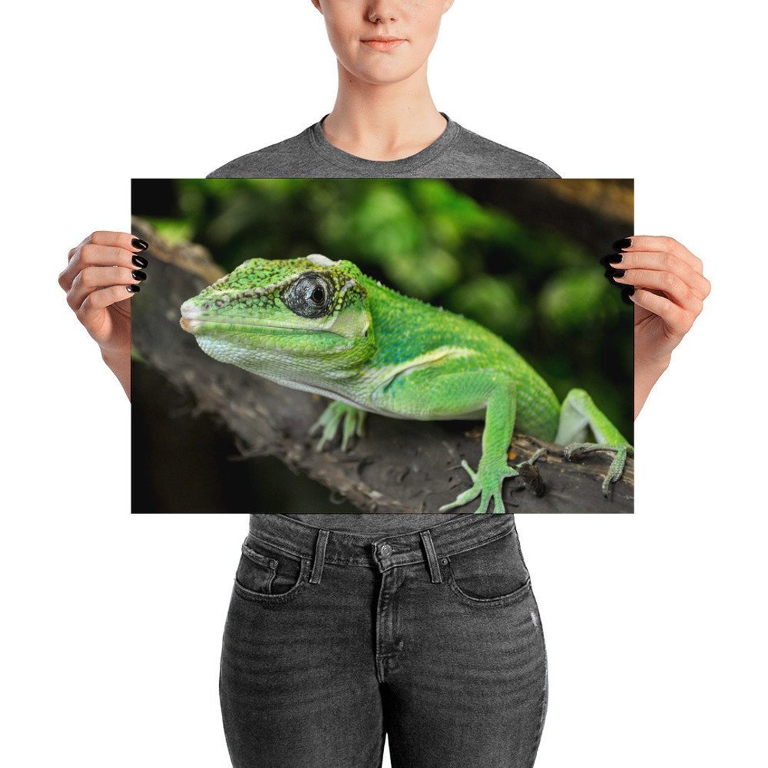 Lizard Poster Green Lizard Poster Green Lizard Print Picture of A Green ...