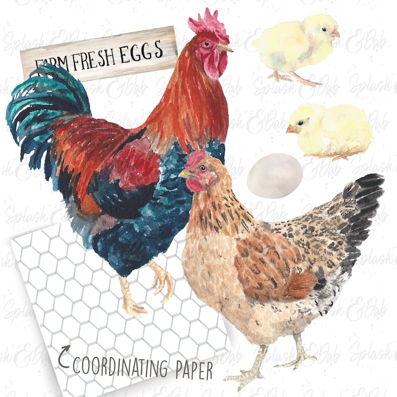Watercolor Clipart Rooster Clipart Chicken Clipart - Etsy