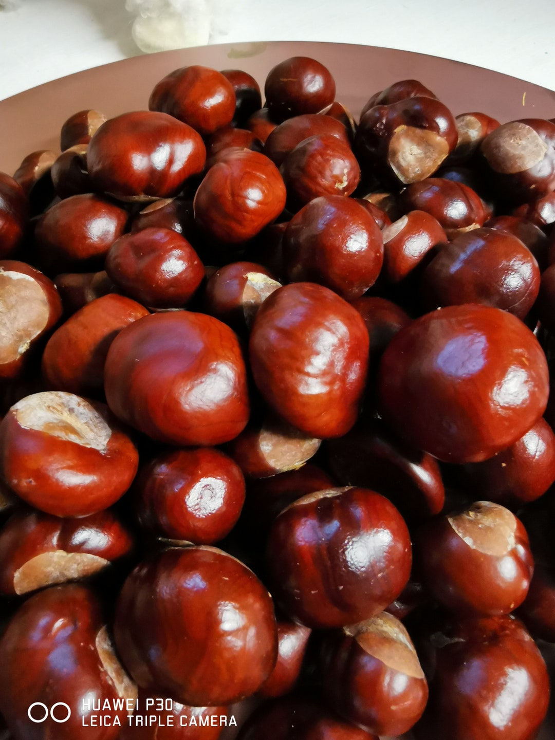 Pre-order Chestnuts Horse Chestnuts - Etsy Canada