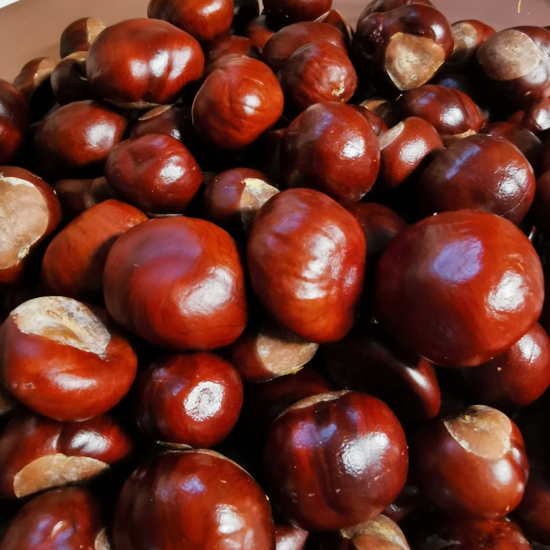 Chestnut Horse Decor - Etsy