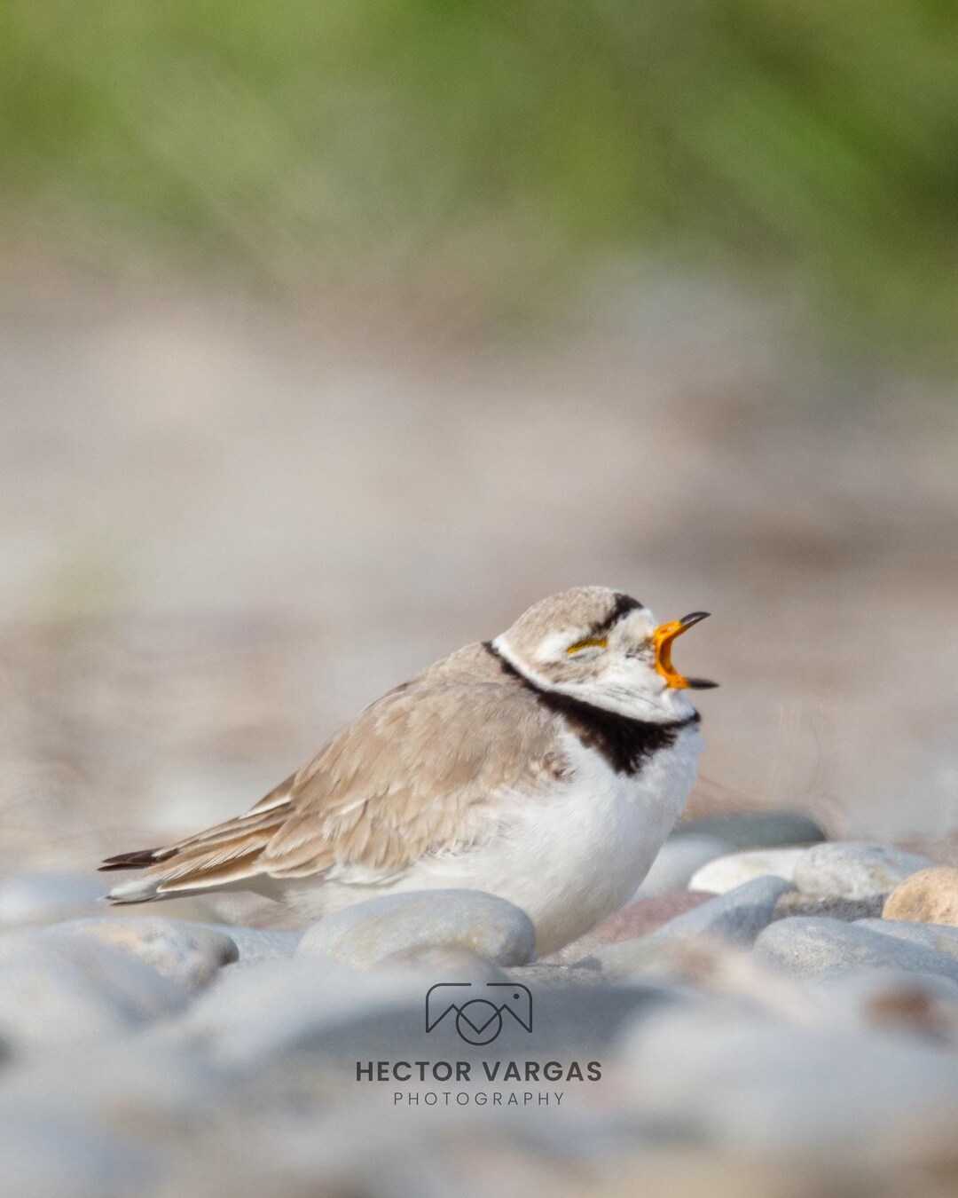 Yawning Piping Plover 8x10 Print in 11x14 White Picture Mat, Unique ...