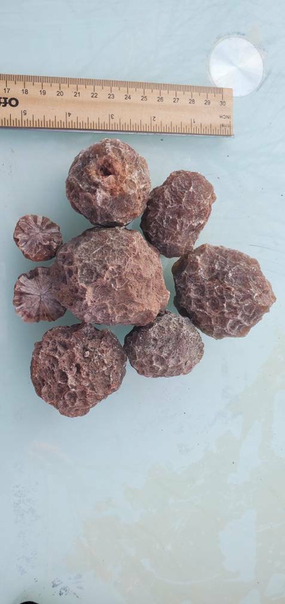 Oklahoma State Rock Mineral, Barite Baryte Rose Rock Crystals, 6 Extra ...
