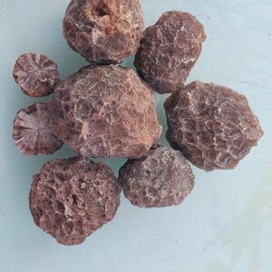 Oklahoma State Rock Mineral, Barite Baryte Rose Rock Crystals, 6 Extra ...