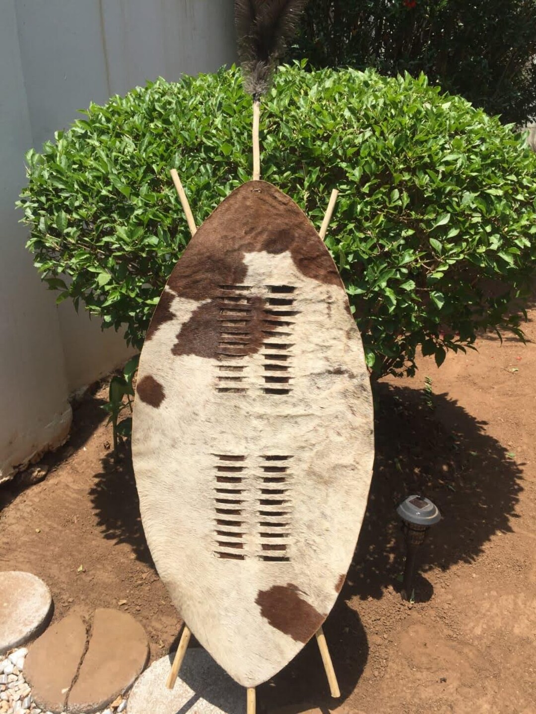 Authentic Dark Brown and White XXL Zulu Shield 150cm Tall Real Cowhide ...