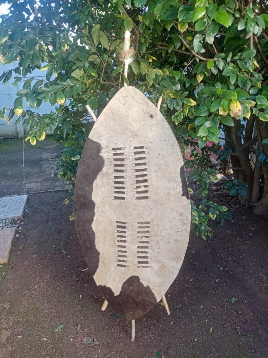 XXL 145cm Black Zulu Shield | Traditional African Warrior Isihlangu ...