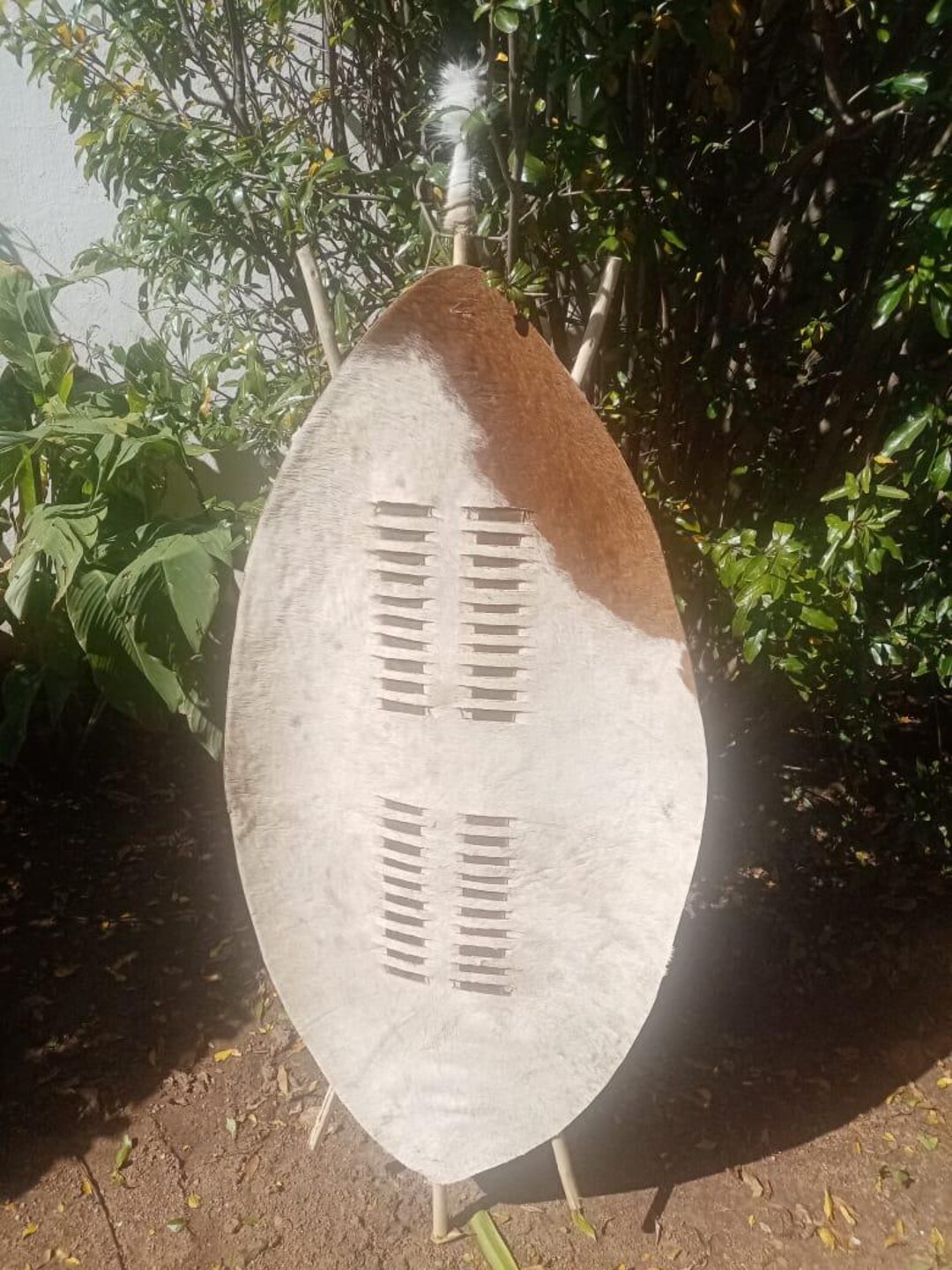 XXL Dark Brown & White Zulu Shield | 145cm Traditional Isihlangu ...