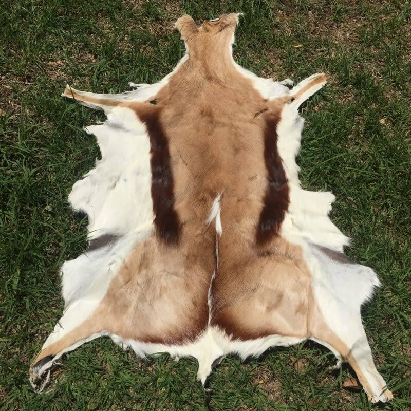 Springbok Hide - Etsy