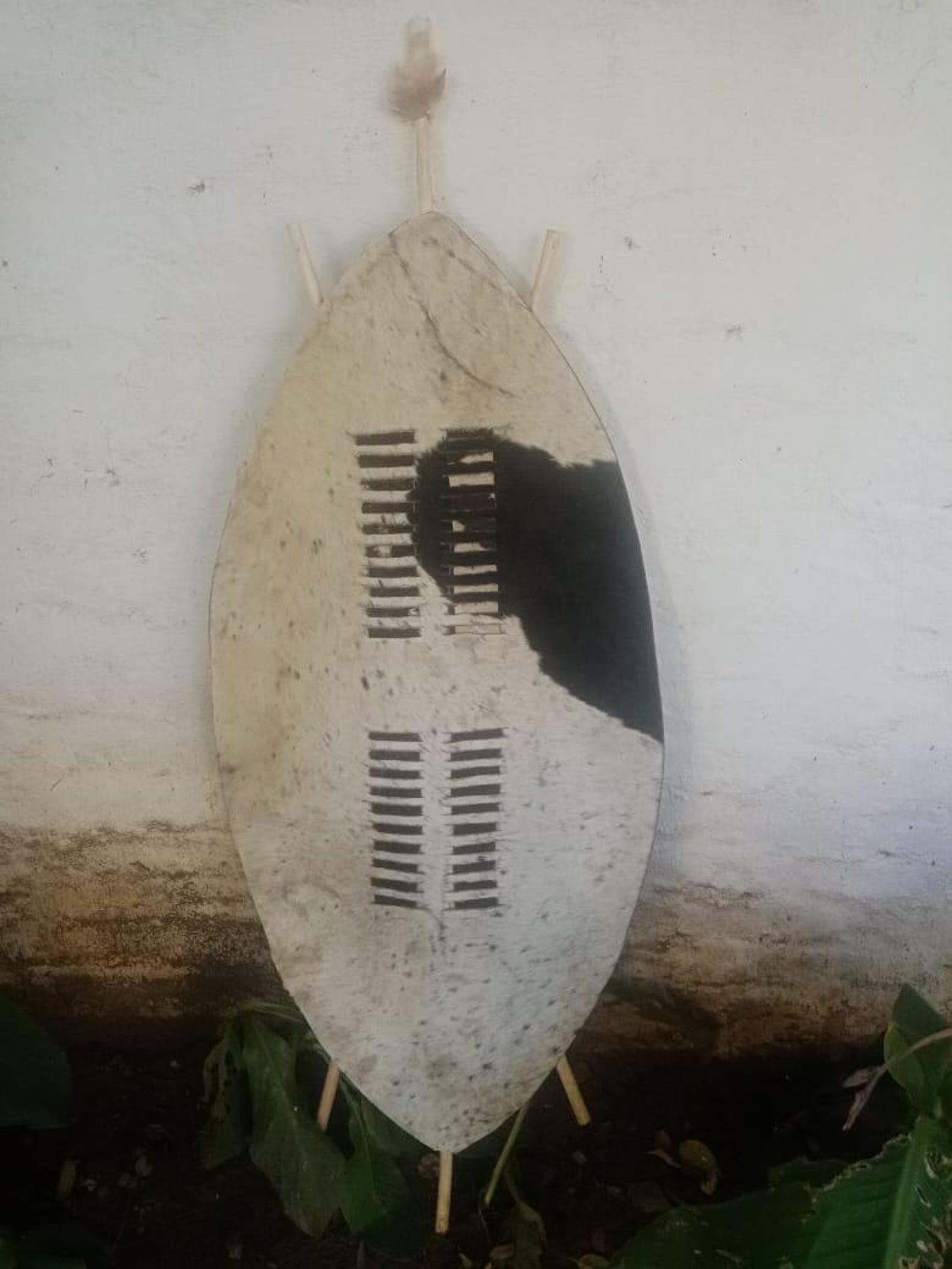 XXL 145cm Black and White Zulu Shield | Traditional African Warrior ...