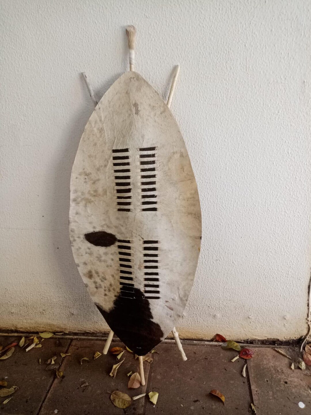 XXL Dark Brown & White Zulu Shield | 145cm Traditional Isihlangu ...
