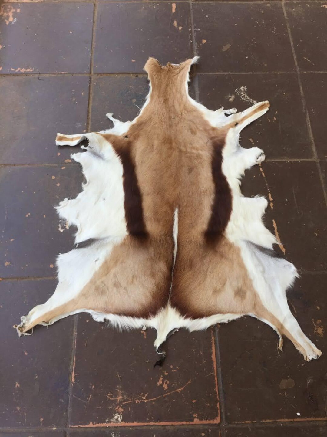 Genuine Gazelle Springbok Hide Rug– Premium Natural Deco 60cmx90cm - Etsy