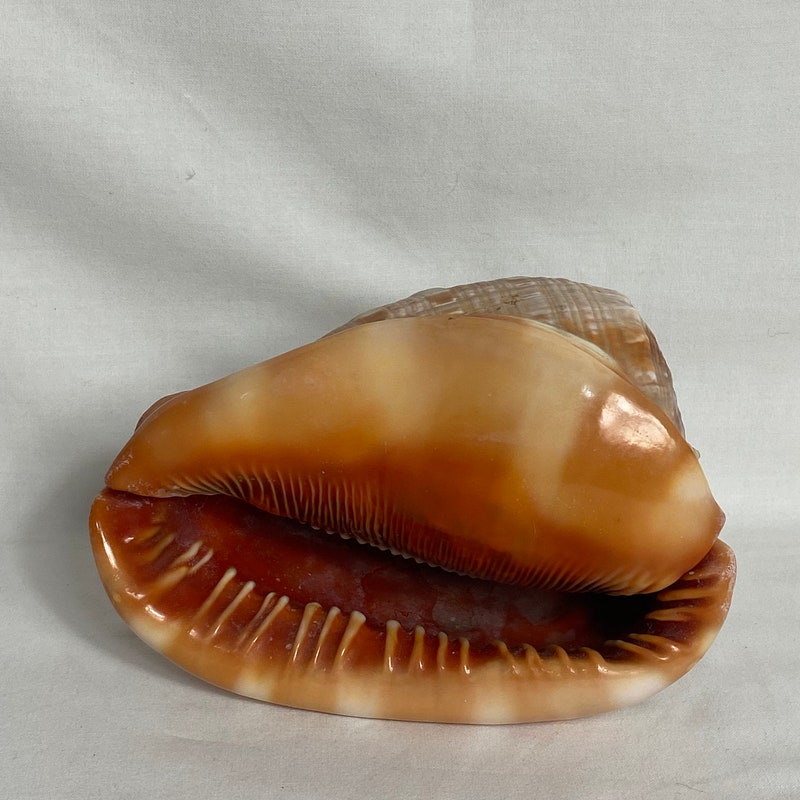 Rare Sea Shells - Etsy