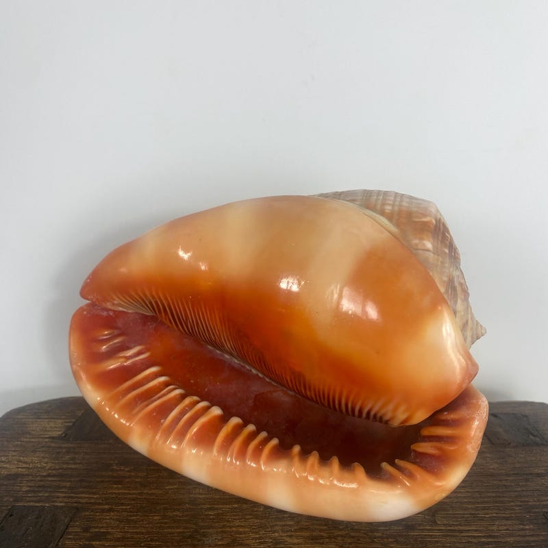 Rare Sea Shells - Etsy