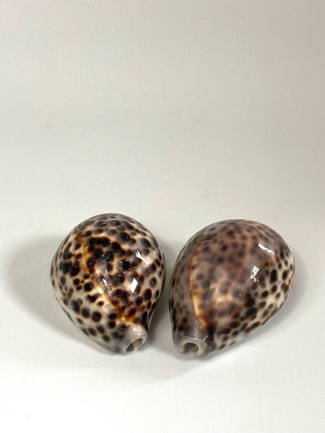 Vintage Shells - 2 Tiger Cowrie Shell Specimens - Marine Specimen ...