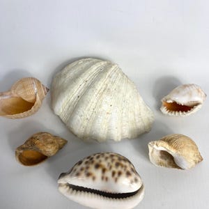 Vintage Shells X 6 - Shell Collection - Tiger Cowrie - Clam - Conch ...