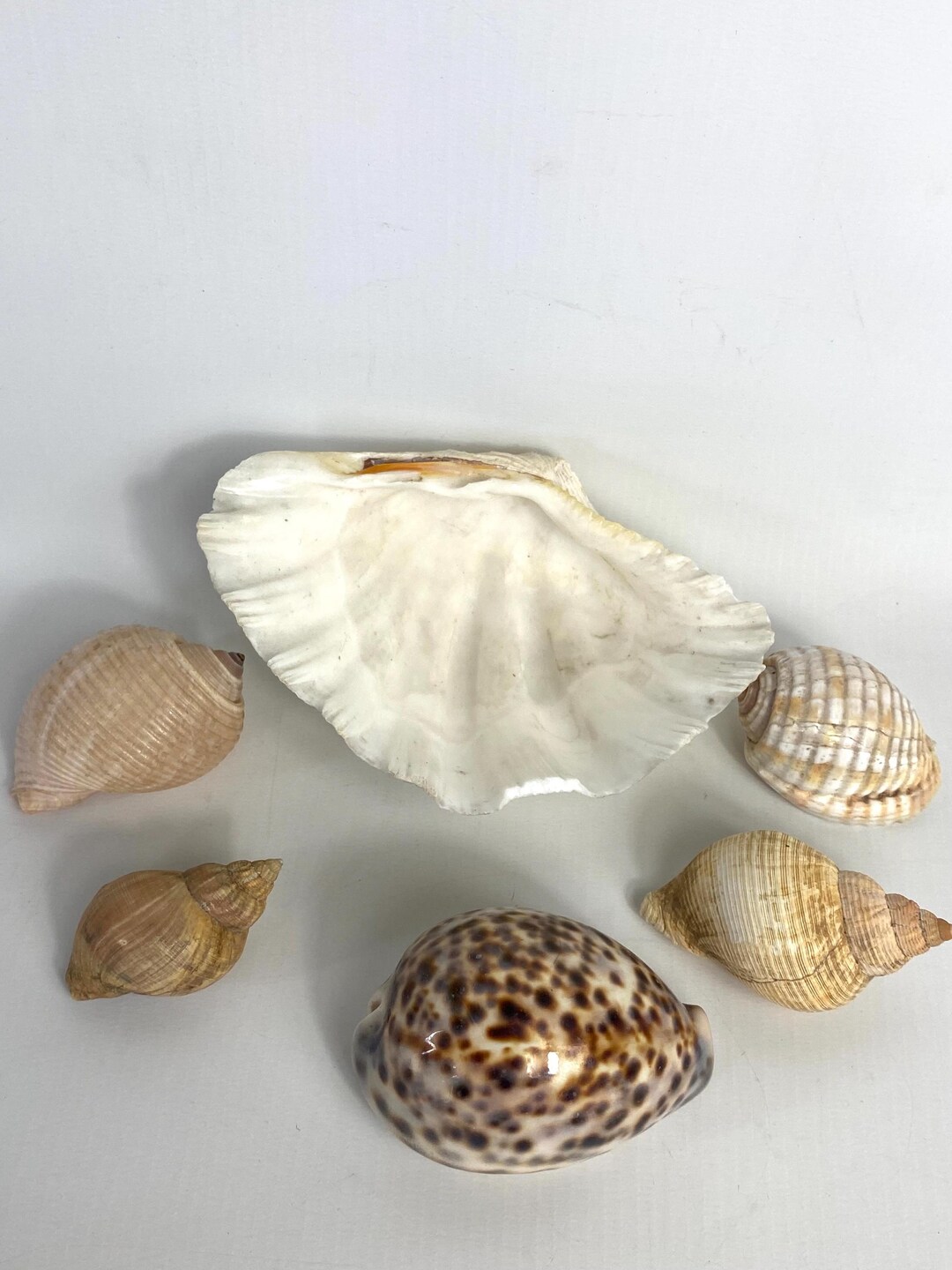 Vintage Shells X 6 - Shell Collection - Tiger Cowrie - Clam - Conch - Marine Specimens - Prop ...