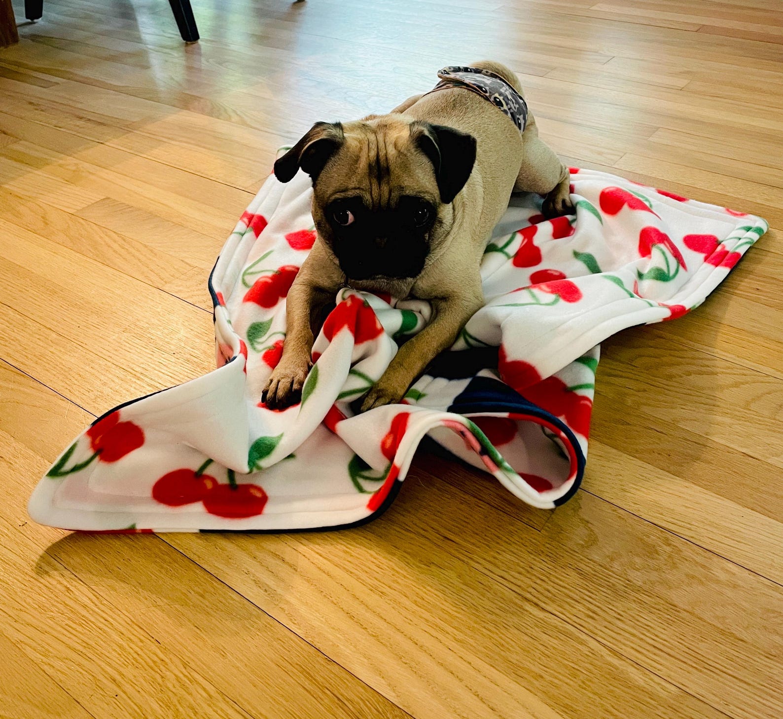 Fleece Dog Blankets #1 - Etsy