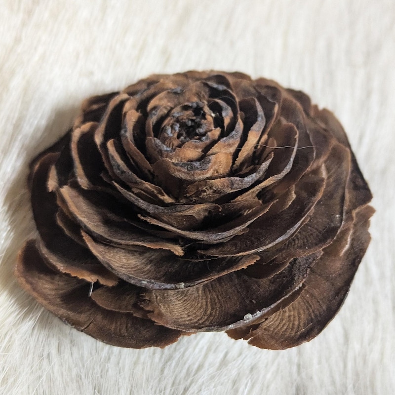 Cedar Rose - Etsy
