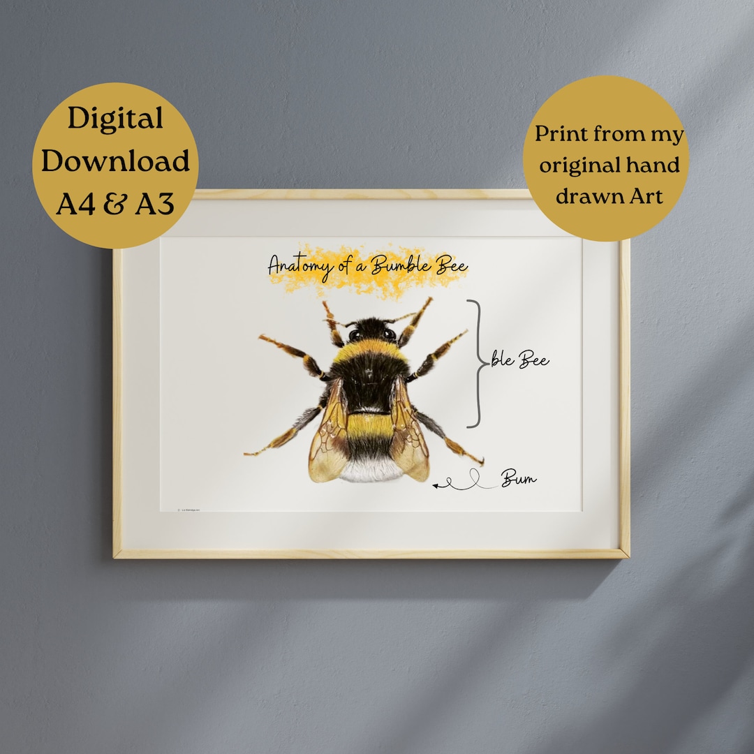 Anatomy of a Bumble Bee Fun Digital Download Print From My Original ...