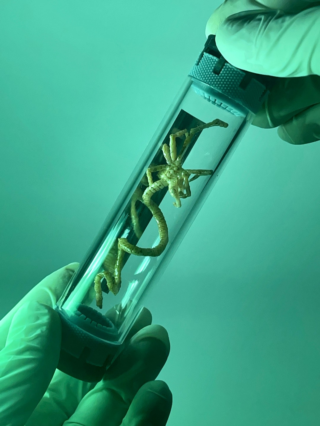 Alien Xenomorph/facehugger/chestburster Weyland Vial Capsule Movie Prop ...