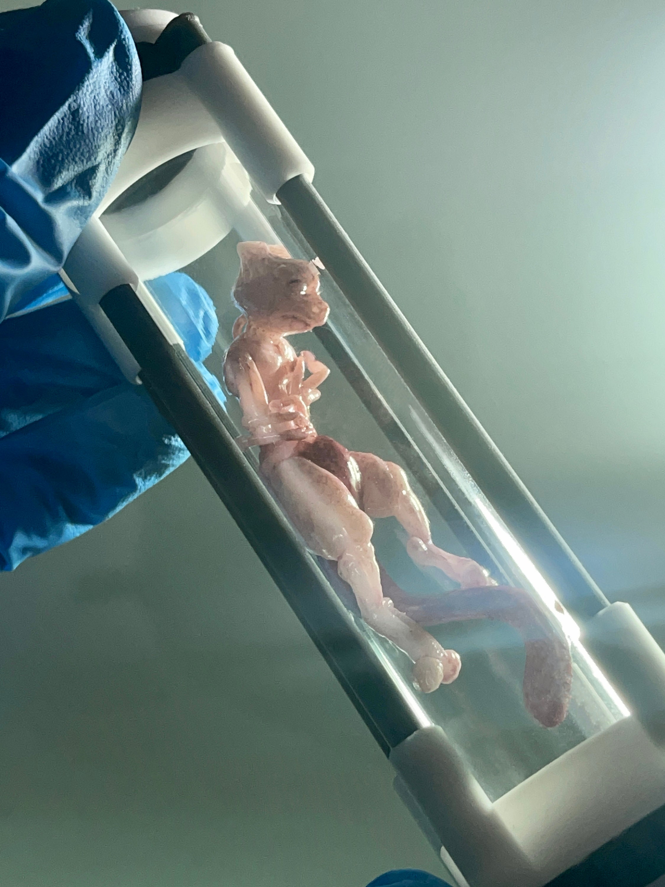 Pokemon Realistic Mewtwo Laboratory Containment Capsule Prop - Etsy Canada