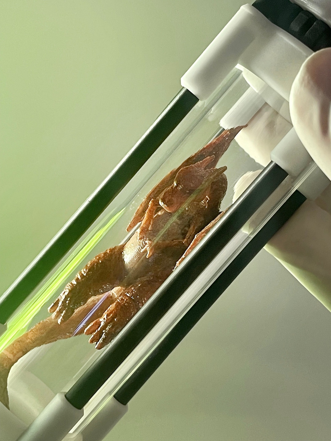 Pokemon Realistic Charizard Laboratory Containment Capsule Prop Replica ...